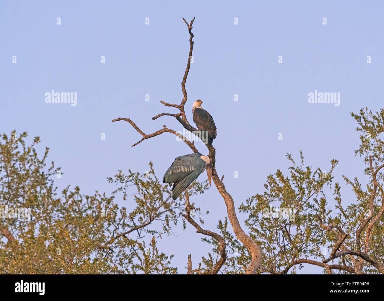 An African fish eagle and a Marabou Stork in a Tree in Morning in Chobe ...