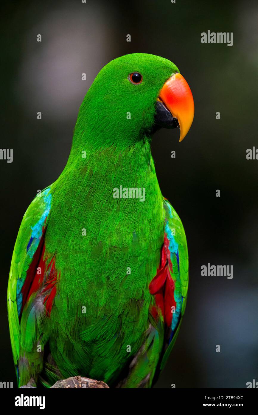 Portrait of a male Eclectus parrot (Eclectus roratus); Australia Stock ...