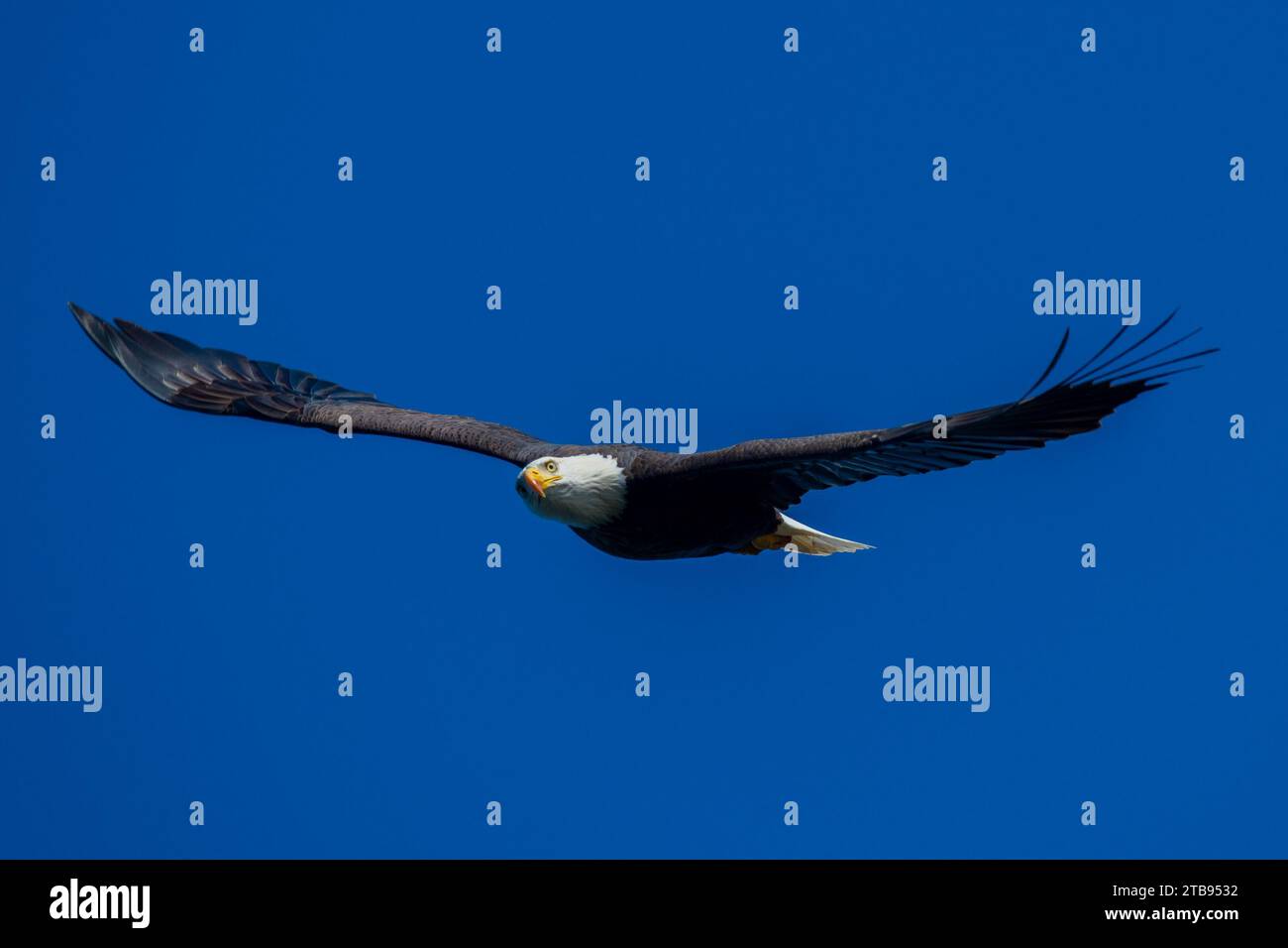 Bald Eagles Conowingo Dam Maryland USA Stock Photo - Alamy