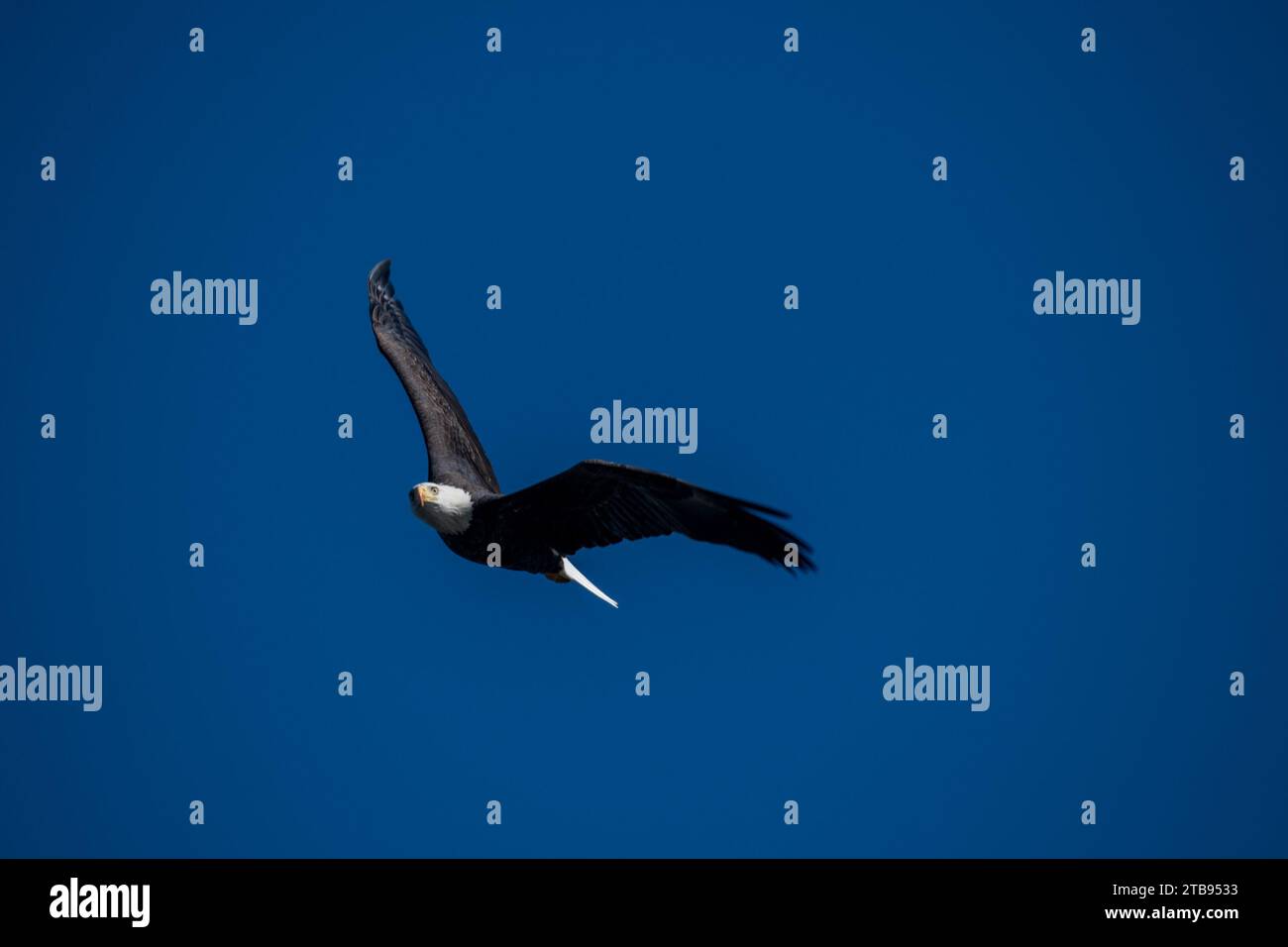 Bald Eagles Conowingo Dam Maryland USA Stock Photo - Alamy