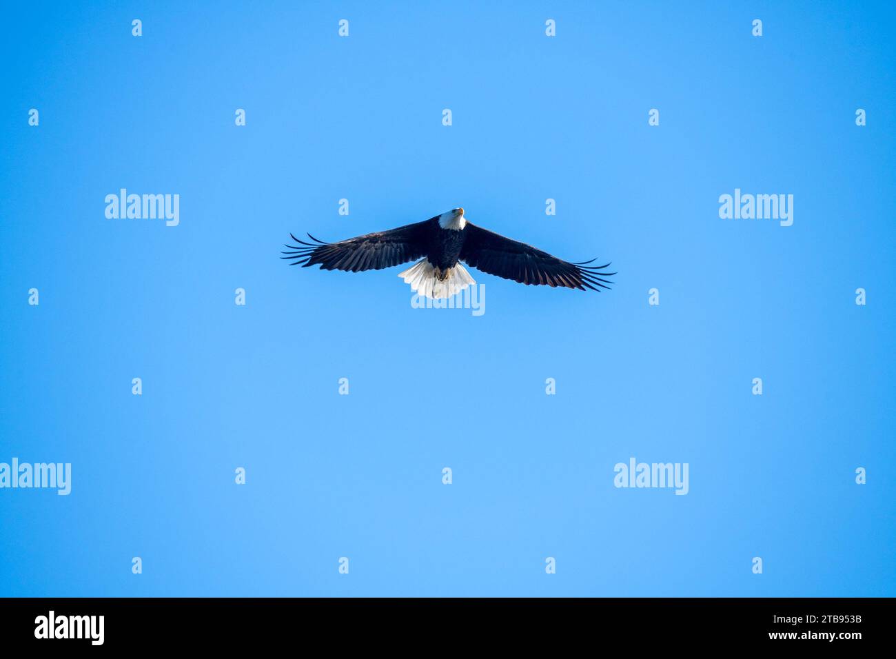 Bald Eagles Conowingo Dam Maryland USA Stock Photo - Alamy