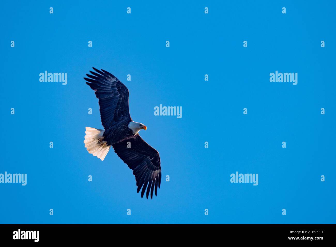 Strength of eagles hi-res stock photography and images - Alamy