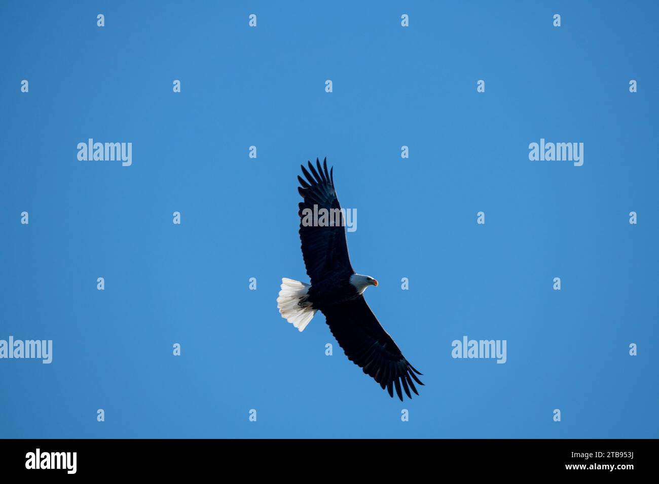 Roc steady fliers hi-res stock photography and images - Alamy