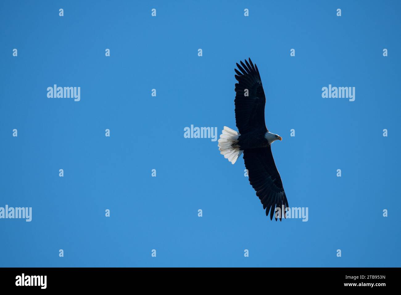 Bald Eagles Conowingo Dam Maryland USA Stock Photo - Alamy
