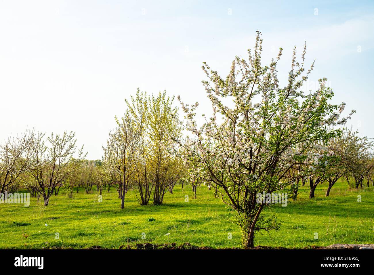 Apple orchard during spring blooming time Stock Photo - Alamy