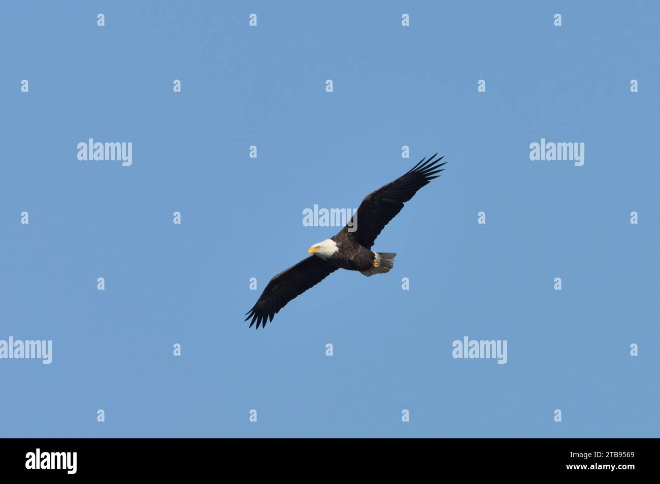 Bald Eagles Conowingo Dam Maryland USA Stock Photo - Alamy