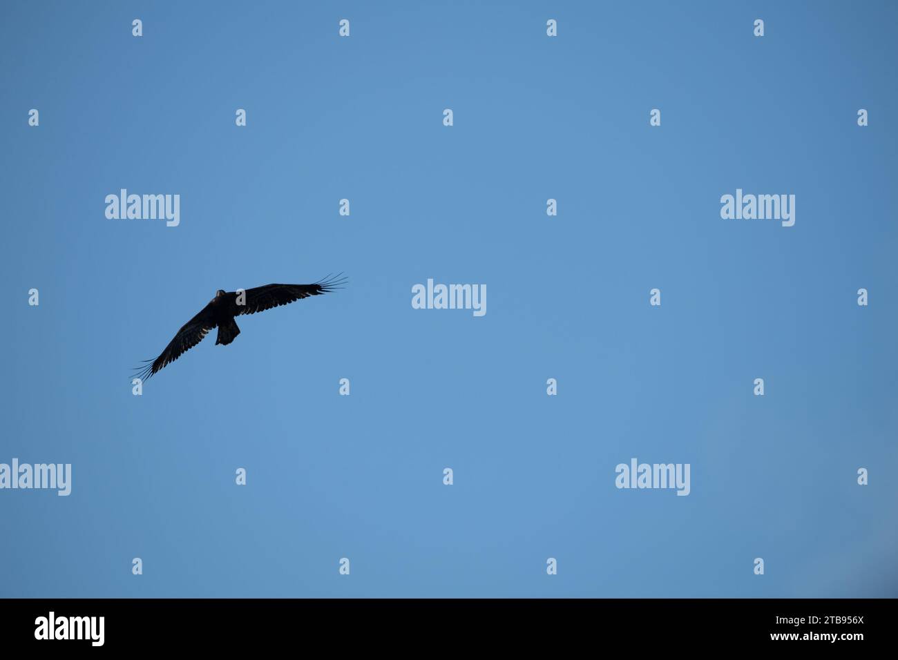 Bald Eagles Conowingo Dam Maryland USA Stock Photo - Alamy