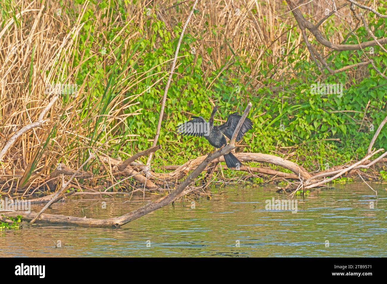 An Anhinga Drying Its Wings in Brazos Bend State Park in Texas Stock ...