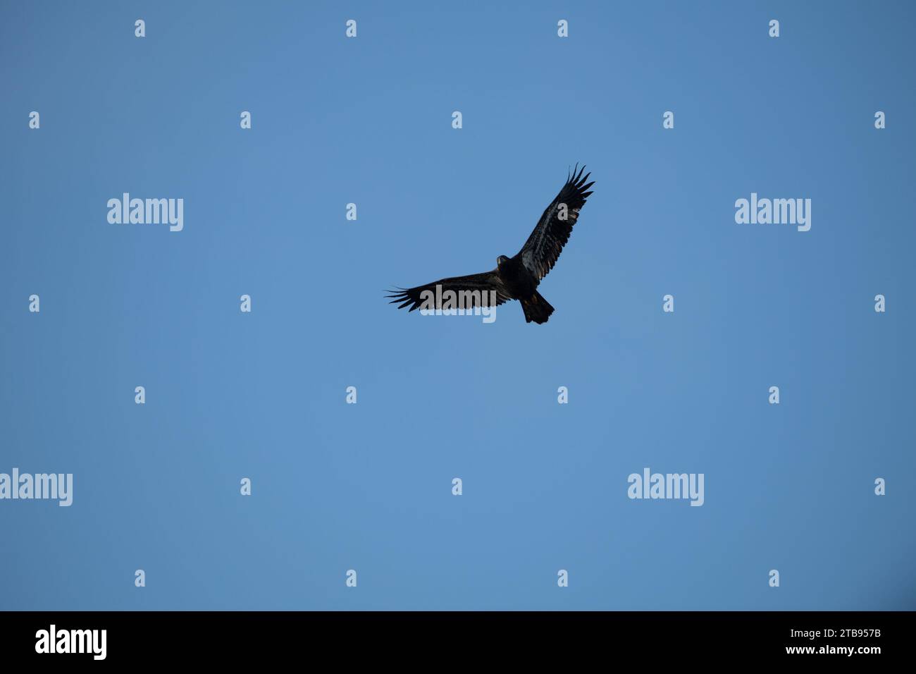 Bald Eagles Conowingo Dam Maryland USA Stock Photo - Alamy