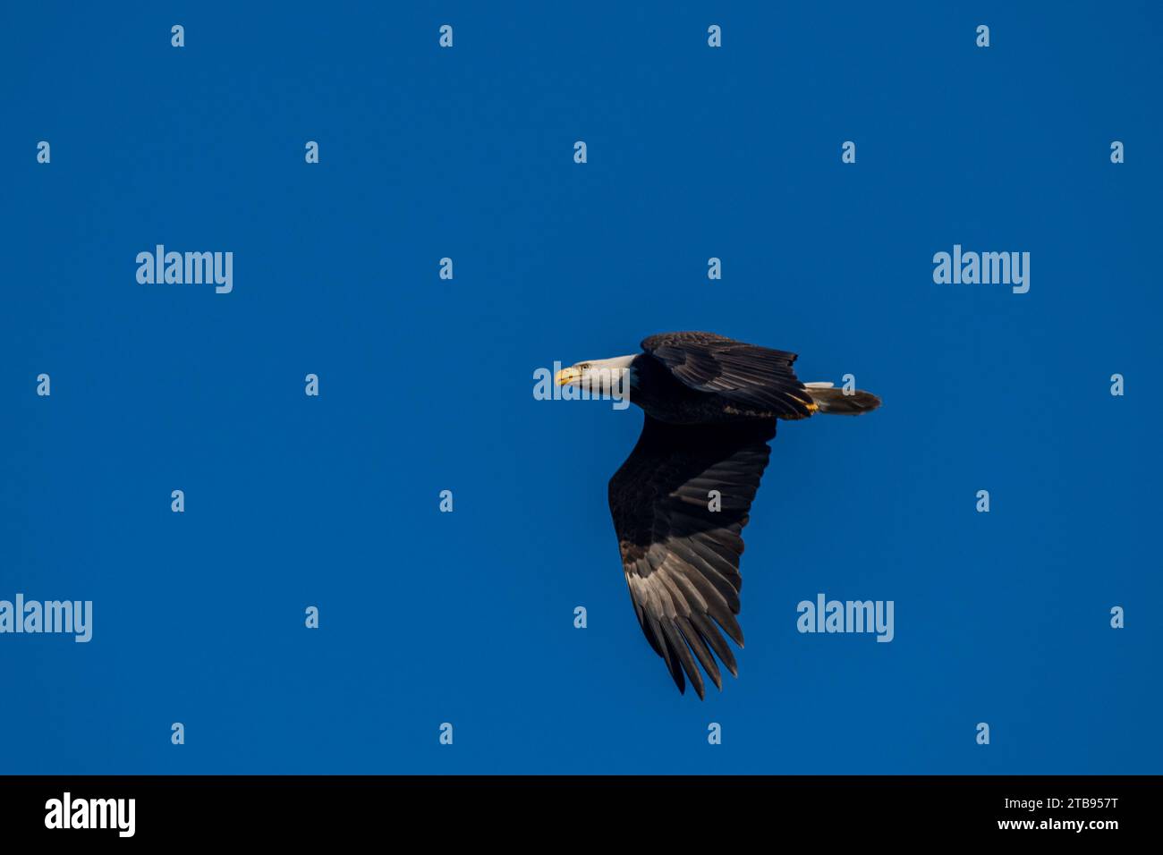 4 eagles hi-res stock photography and images - Alamy