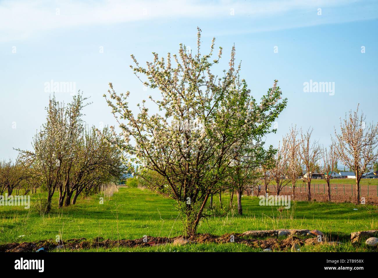 Apple orchard during spring blooming time Stock Photo - Alamy