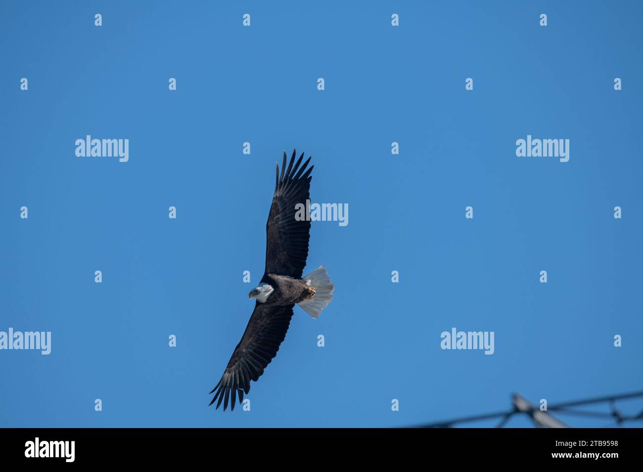 Bald Eagles Conowingo Dam Maryland USA Stock Photo - Alamy
