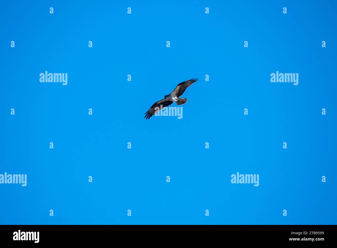 Bald Eagles Conowingo Dam Maryland USA Stock Photo - Alamy