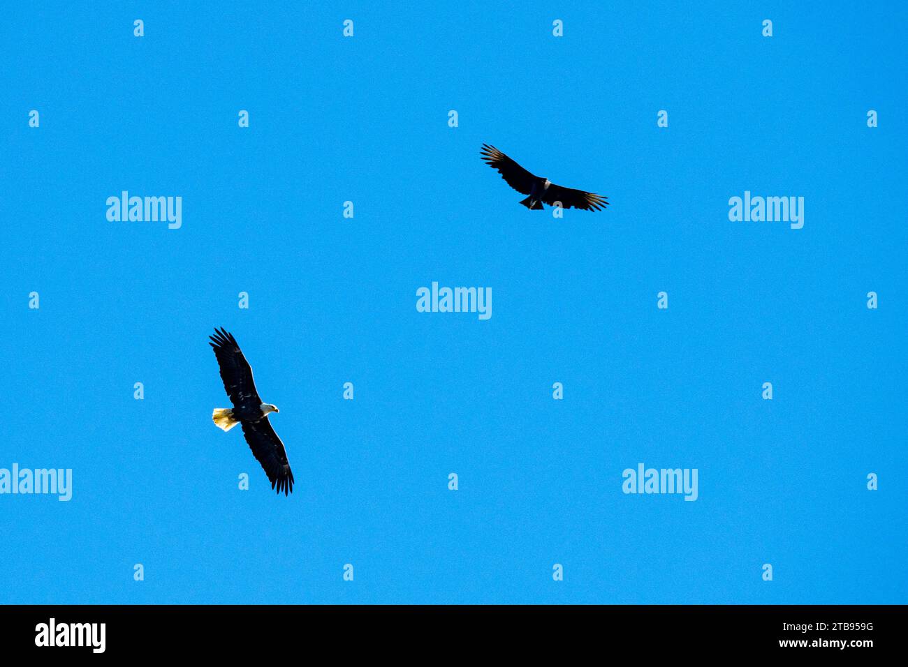 Bald Eagles Conowingo Dam Maryland USA Stock Photo - Alamy