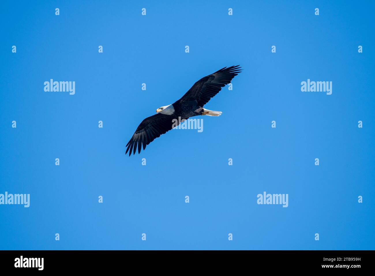 Bald Eagles Conowingo Dam Maryland USA Stock Photo - Alamy