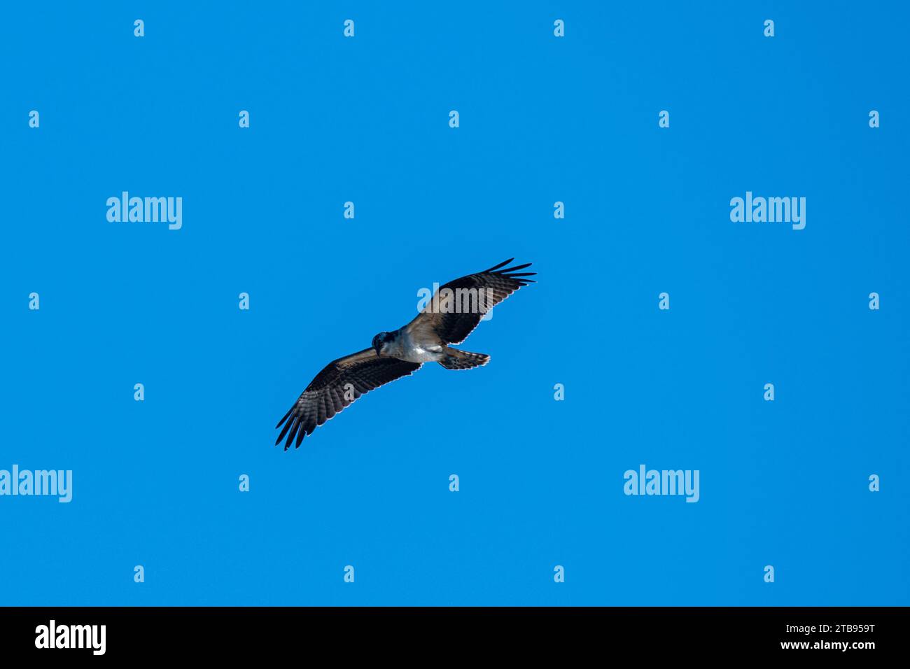 Bald Eagles Conowingo Dam Maryland USA Stock Photo - Alamy