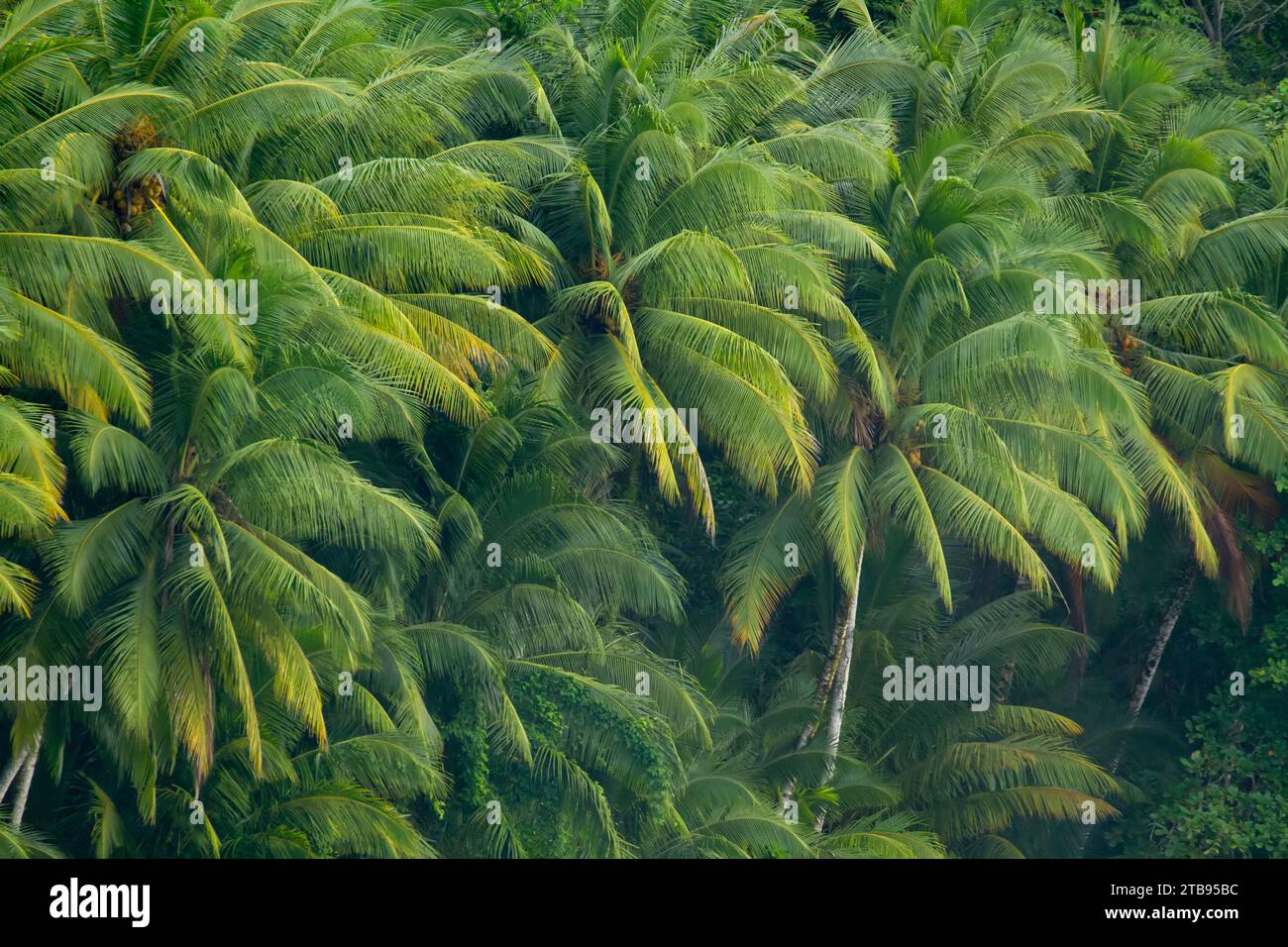 Palm trees crowded together in Golfo Dulce at Orquideas Botanical ...