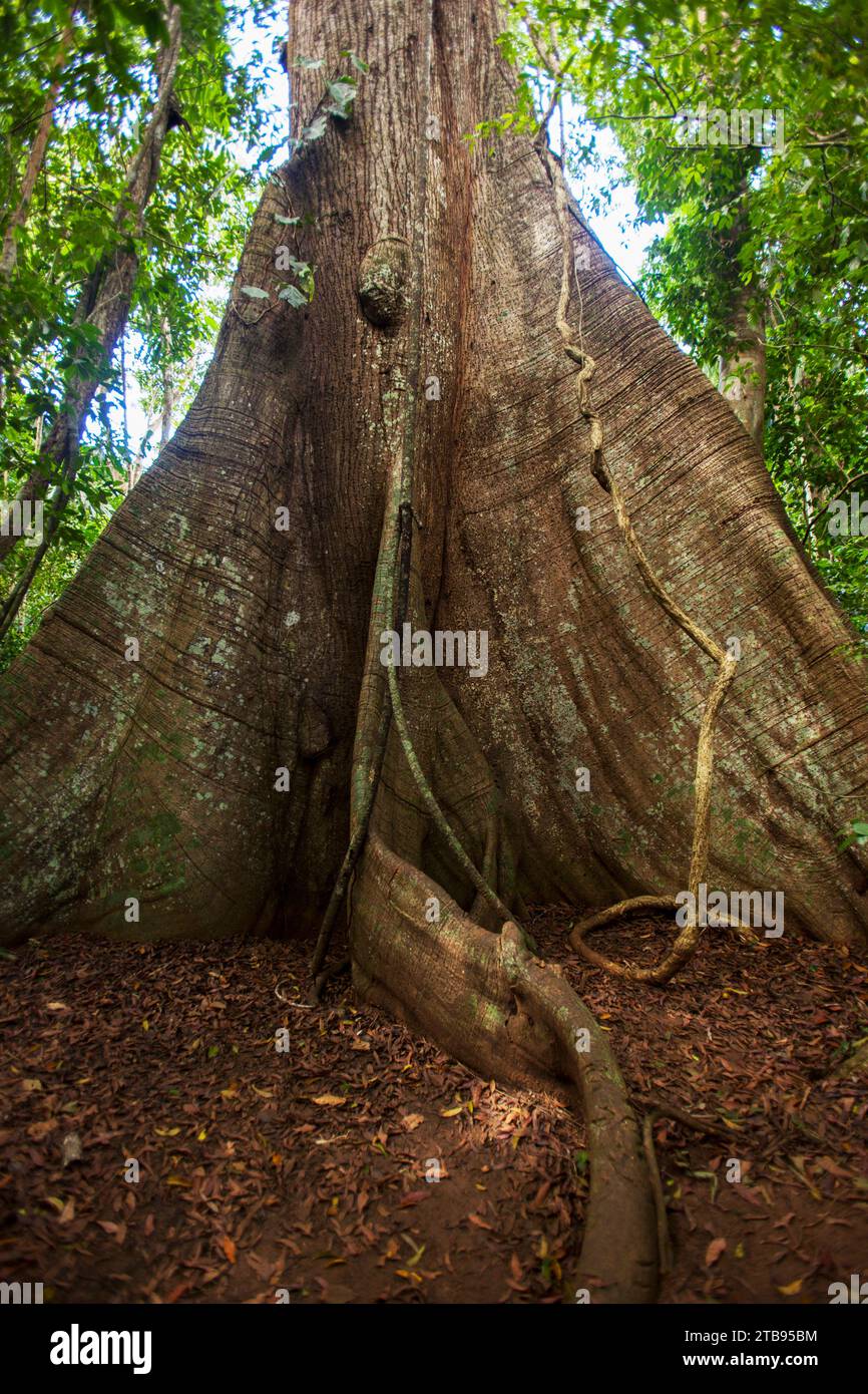 Large Kapok tree (Ceiba pentandra) on Barro Colorado Island; Barro ...