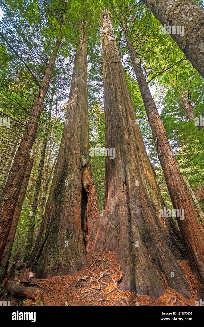 Redwood tree roots hi-res stock photography and images - Alamy