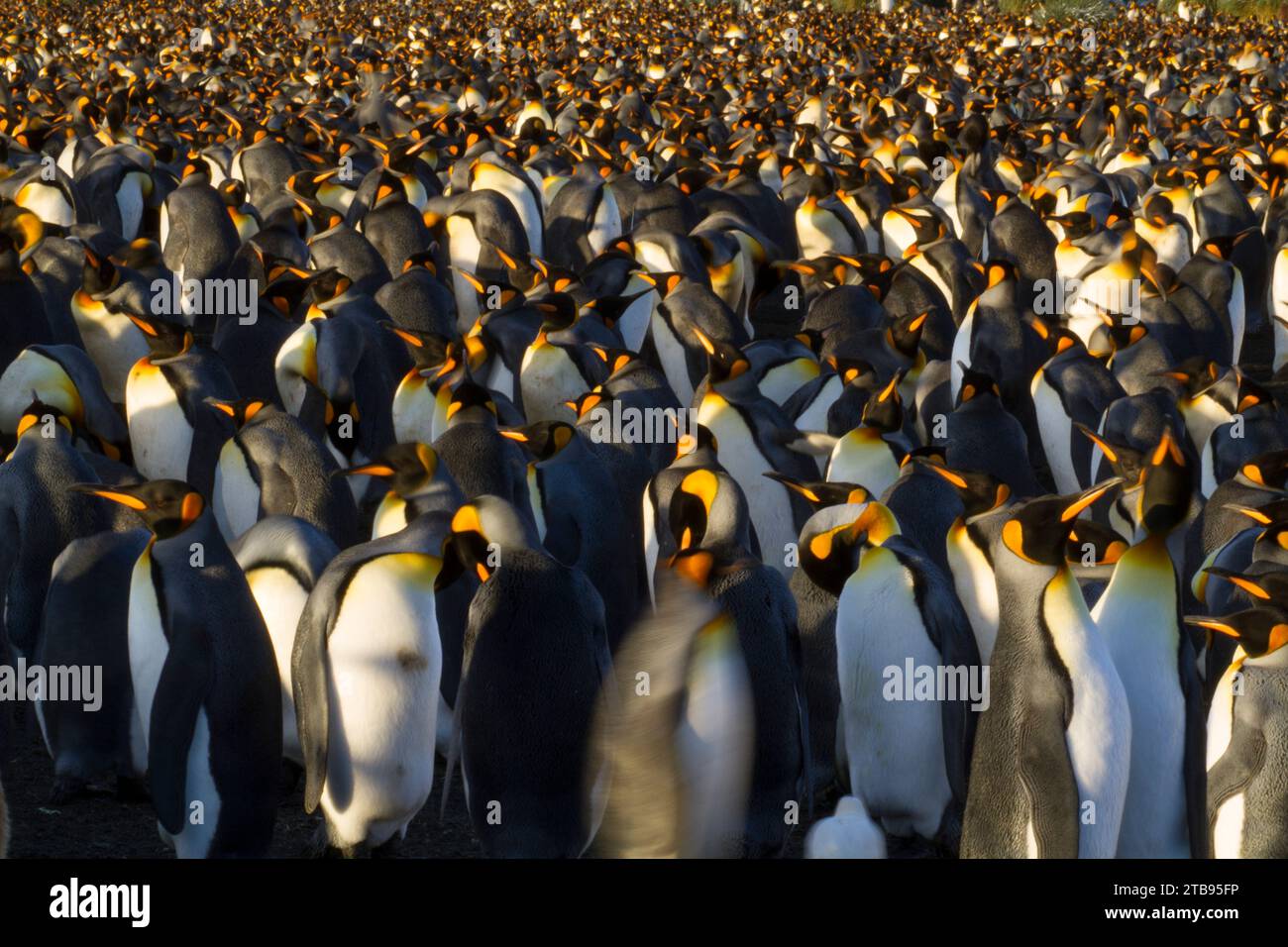 Large flock of King penguins (Aptenodytes patagonicus) at Gold Harbour ...