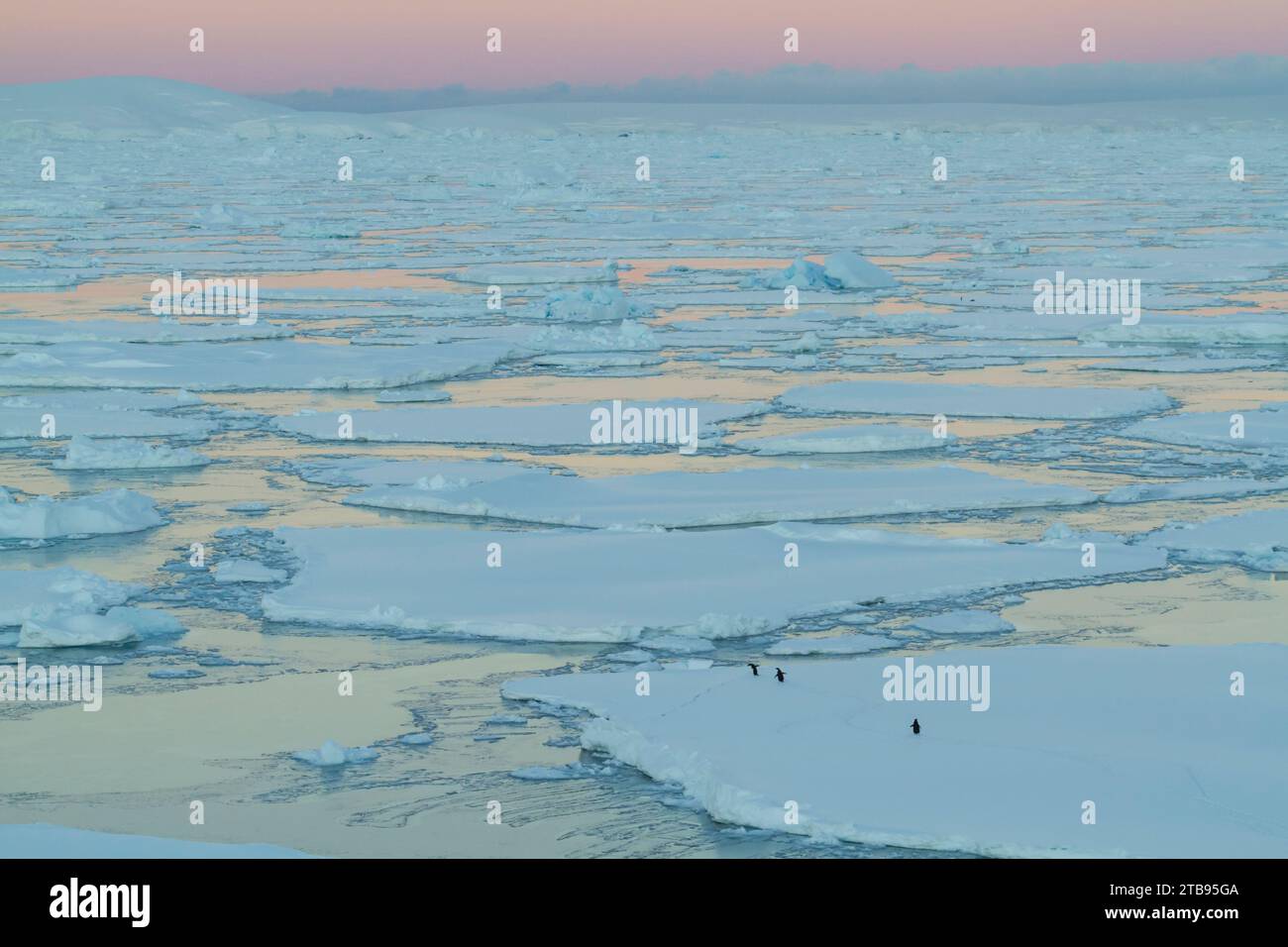 Penguins on broken sea ice in the Crystal Sound at sunrise; Antarctica ...