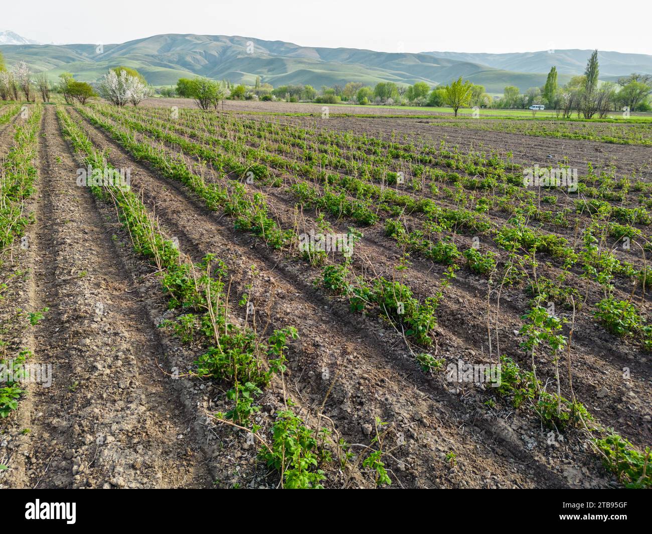 Aerial view of unripe raspberry fields Stock Photo - Alamy