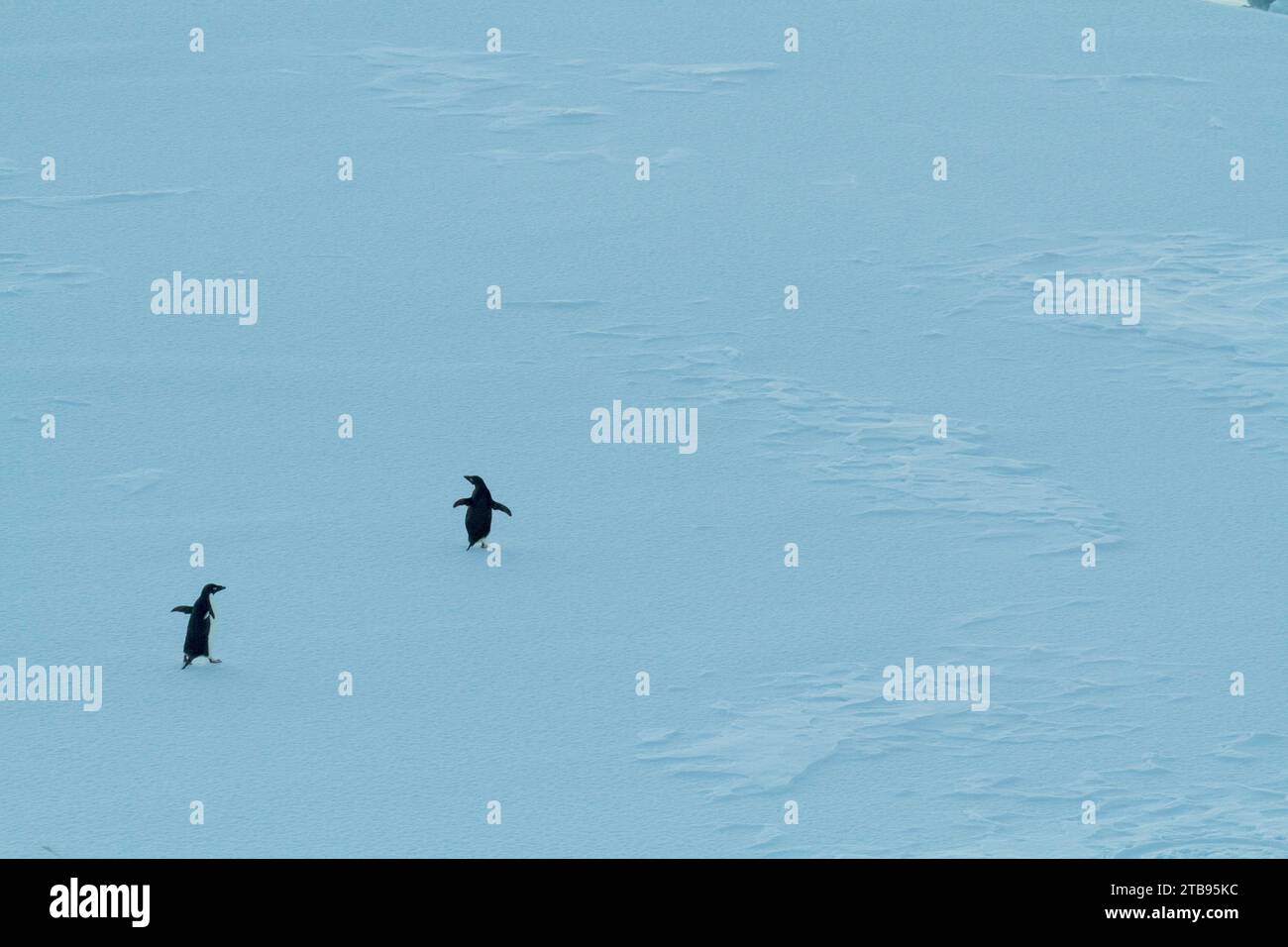 Adelie penguins (Pygoscelis adeliae) walk across ice in Antarctica ...