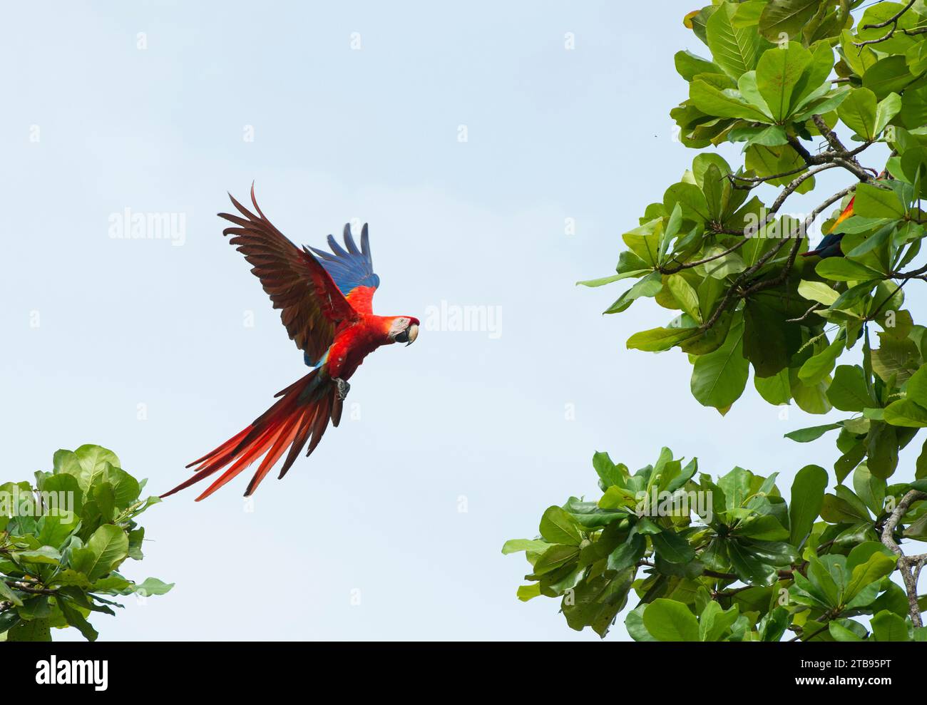 Scarlet macaw flying hi-res stock photography and images - Alamy