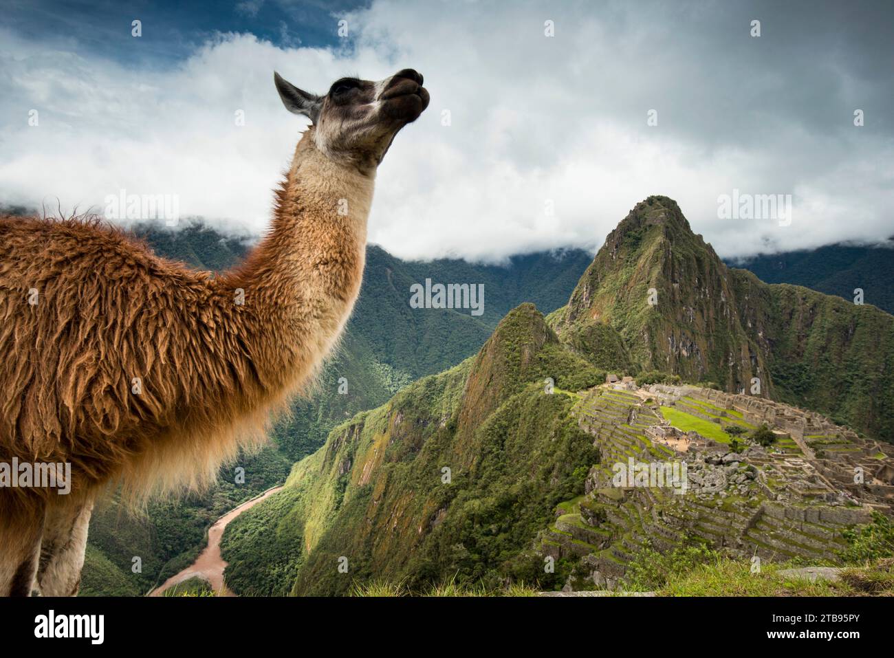Llama (Lama glama) stands on a mountain overlooking Machu Picchu; Peru ...