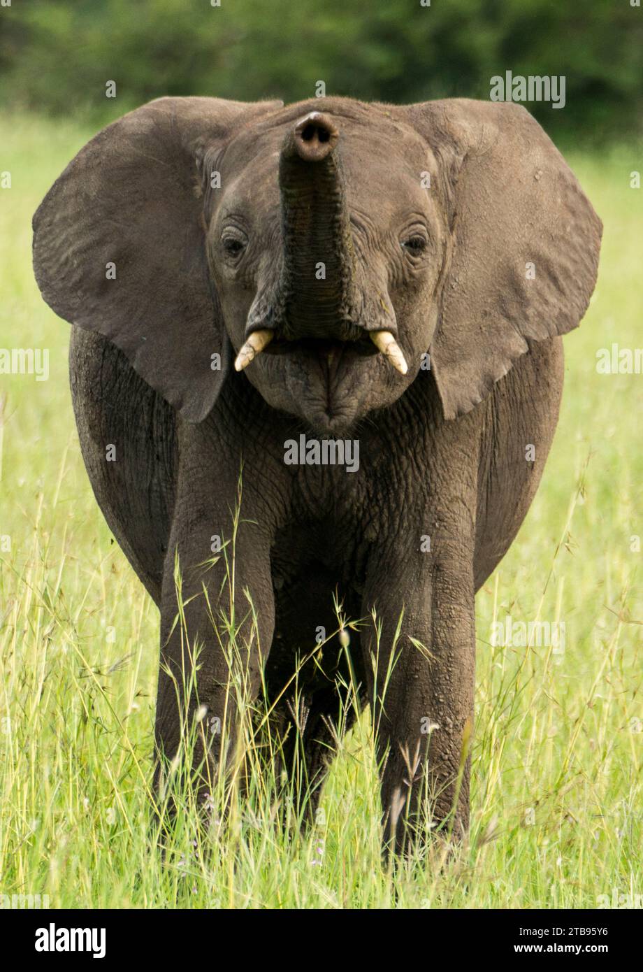 Elephant (Loxodonta africana) raising its trunk in grassland in ...