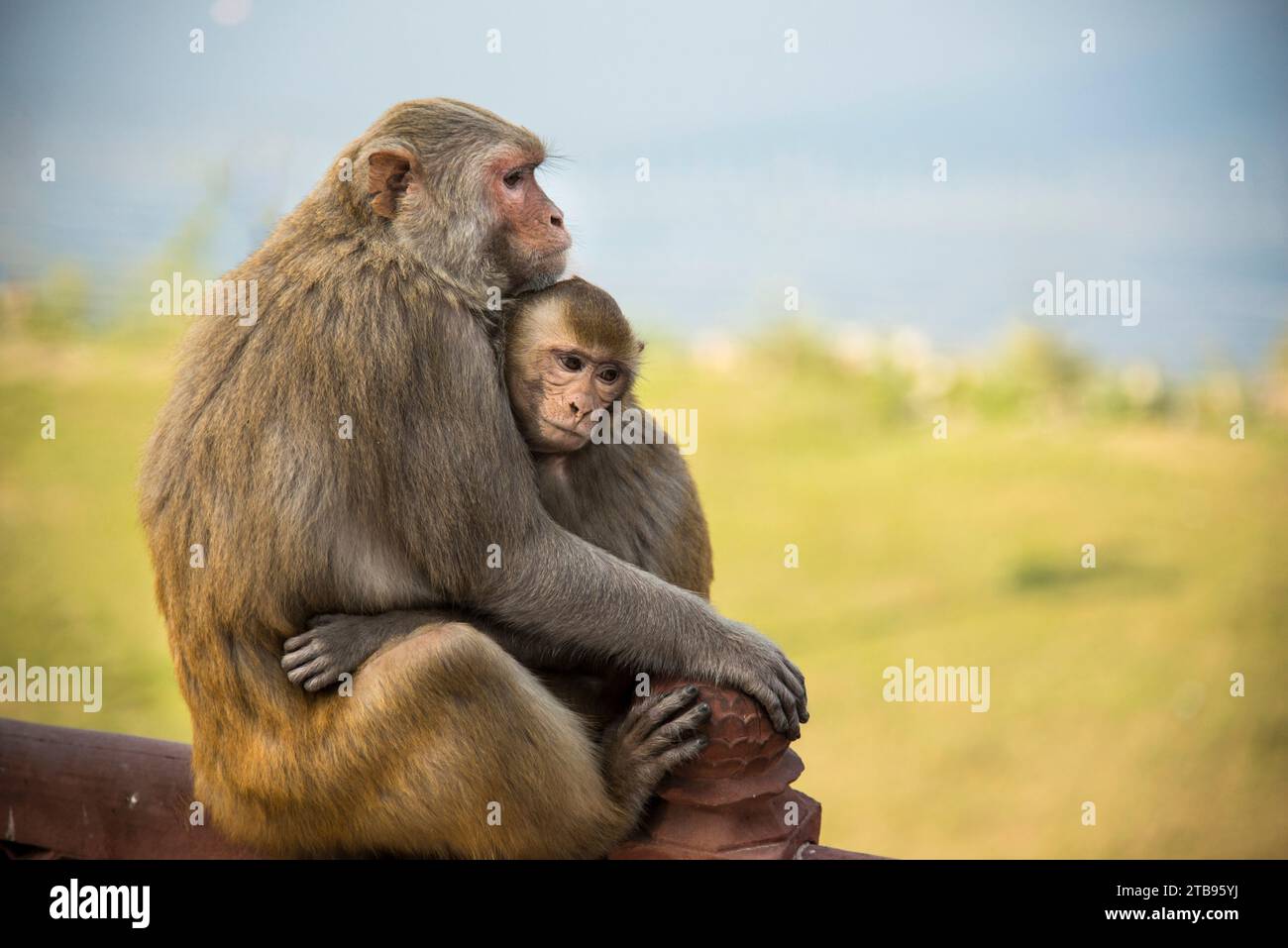 Close-up portrait of two monkeys cuddling at the Taj Mahal; Agra, India ...