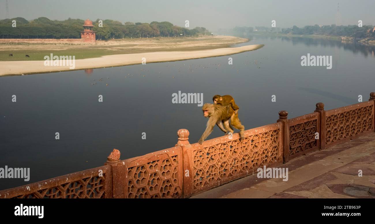 Monkeys above the Yamuna River inside the grounds of the Taj Mahal ...