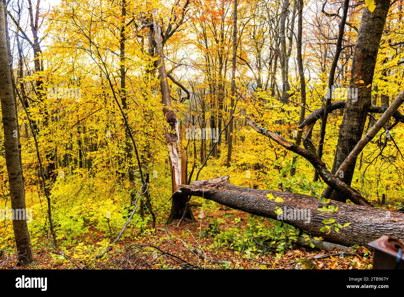 Autumn forest landscape with a split and fallen tree Stock Photo - Alamy