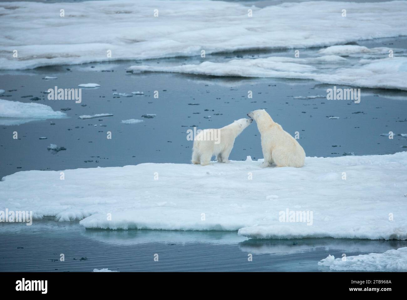 Polar bear (Ursus maritimus) cub nuzzles the face of its mother ...