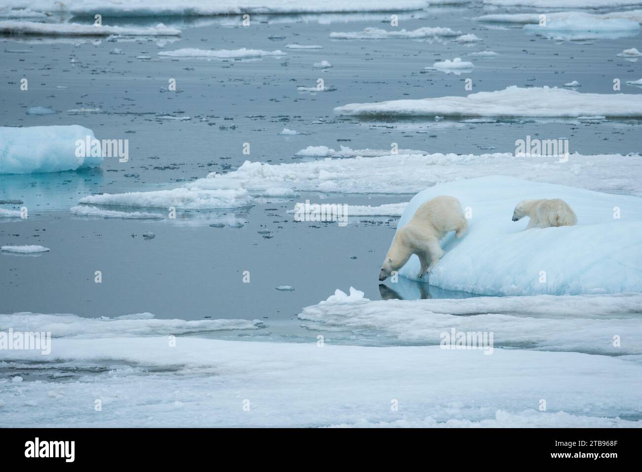 Polar bear (Ursus maritimus) on pack ice contemplates the arctic water ...