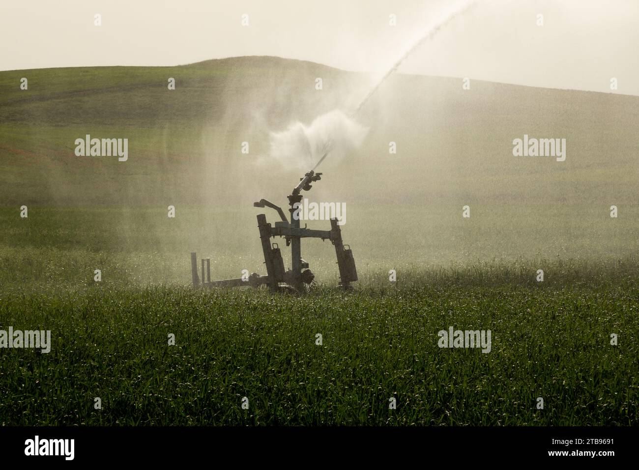 Closeup of Guns Sprinkler Irrigation System Watering Wheat Field Stock ...
