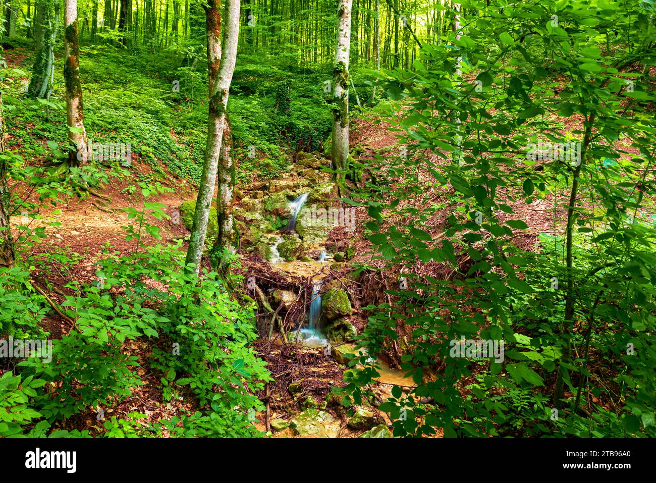 Forest landscape with stream and waterfall Stock Photo - Alamy