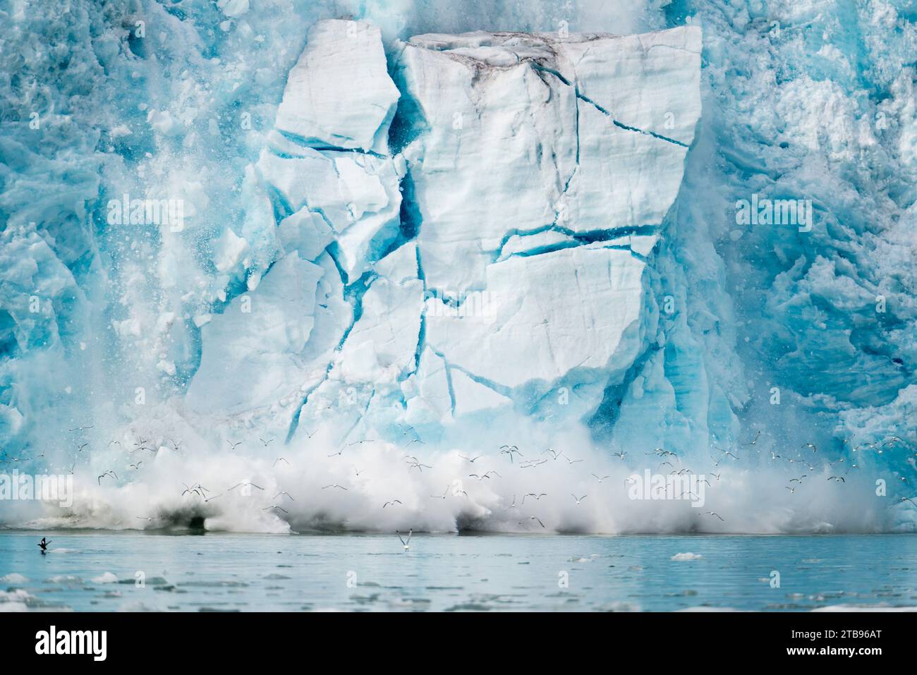 Ice from the Monacobreen Glacier crashes into the sea, with a flock of ...