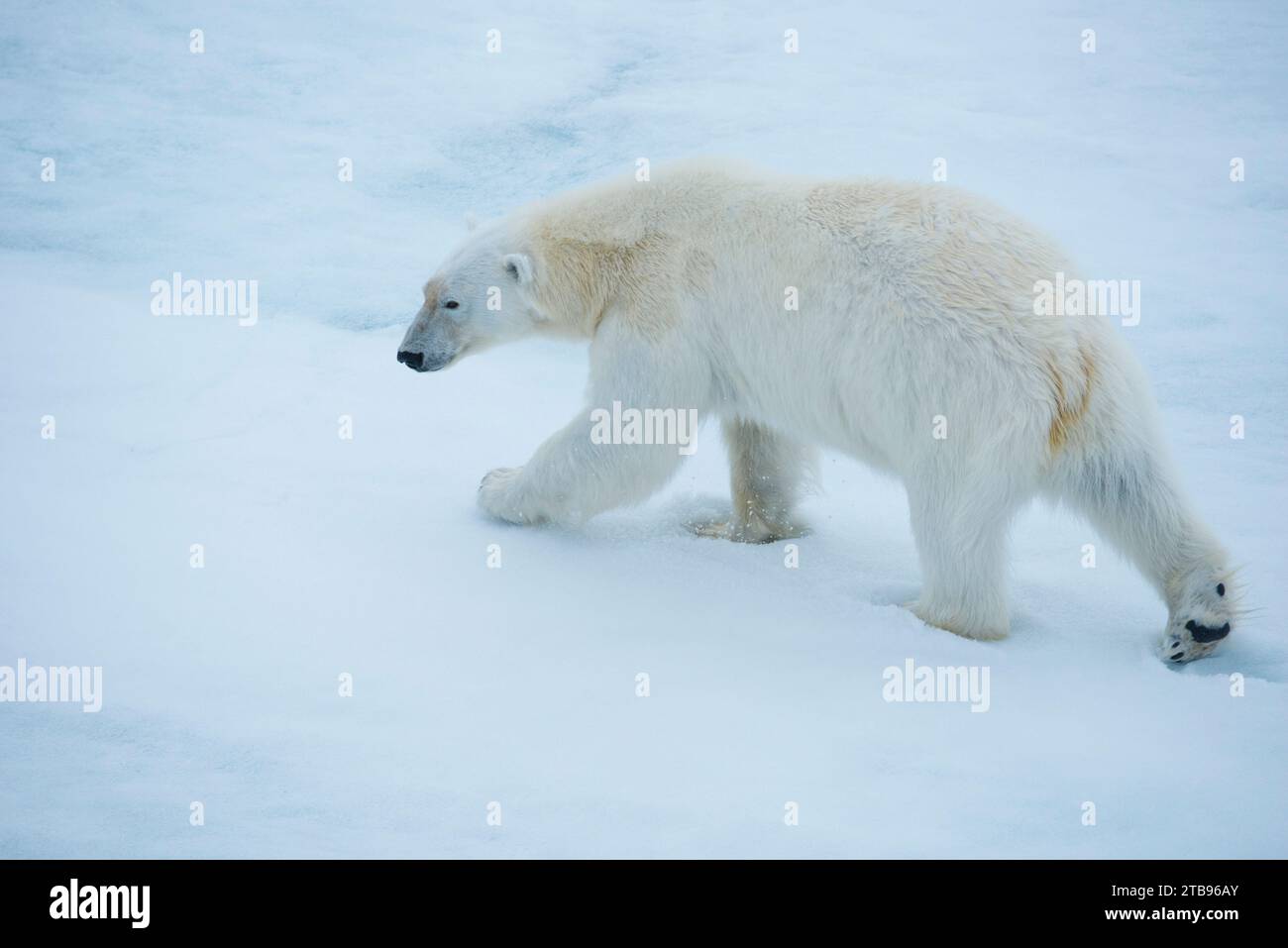 Wary Polar bear (Ursus maritimus) strides across an ice floe; Hinlopen ...