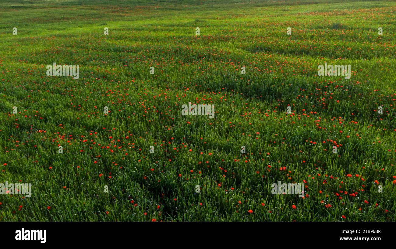 Aerial view red poppy flowers hi-res stock photography and images - Alamy