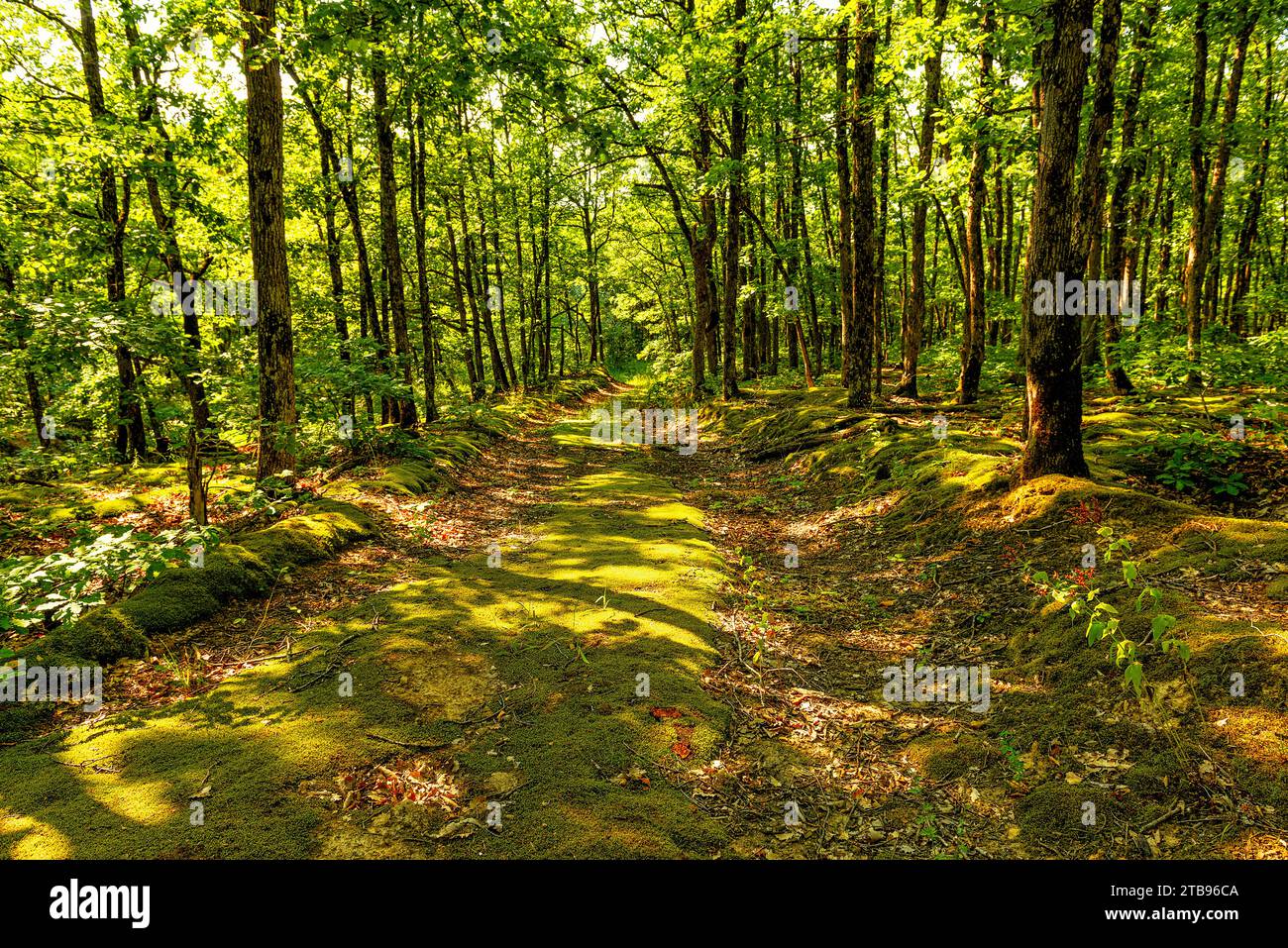 Clearing old plants hi-res stock photography and images - Alamy