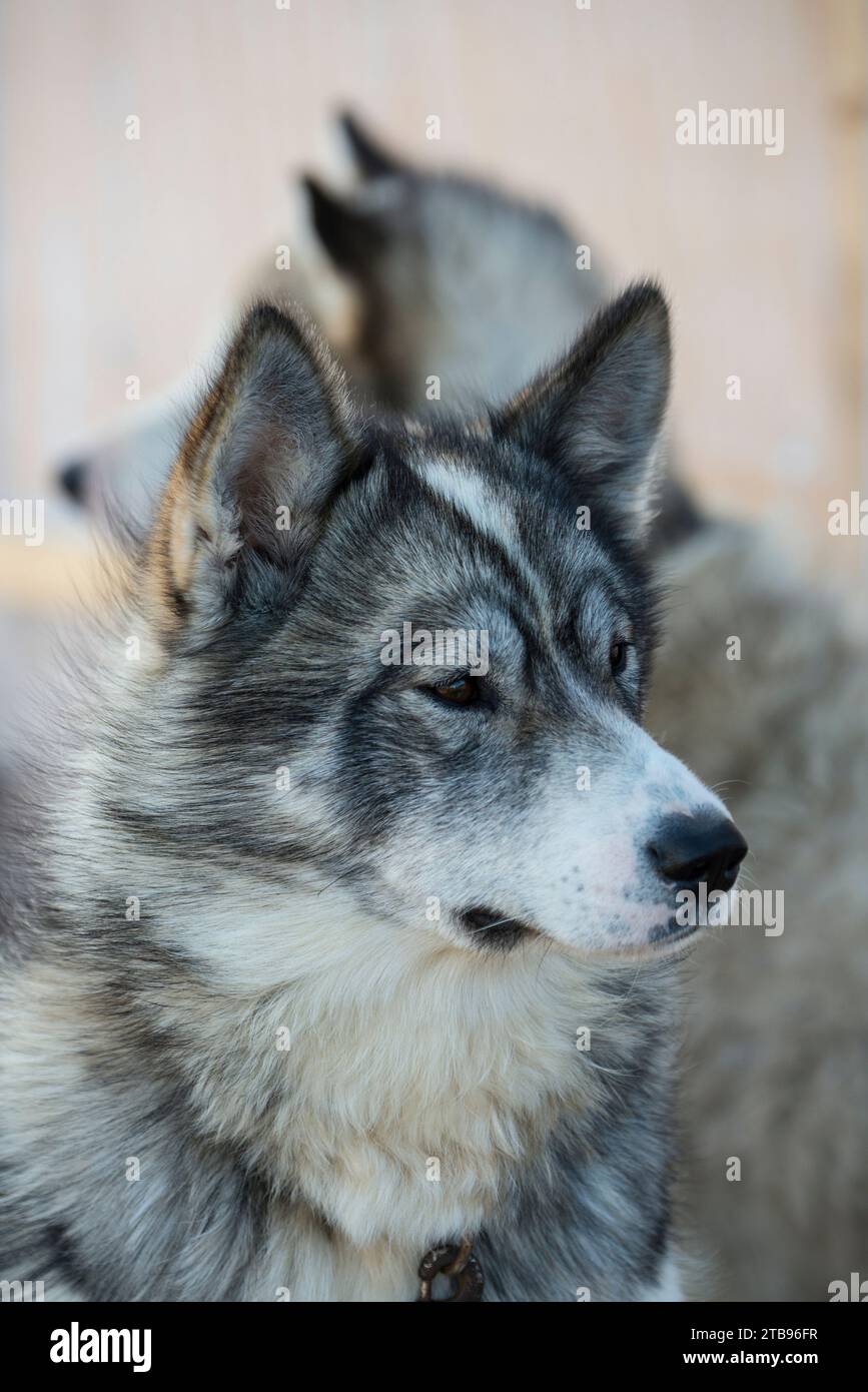 Portrait of a pair of Huskies; Mugford Tickle, Newfoundland and ...