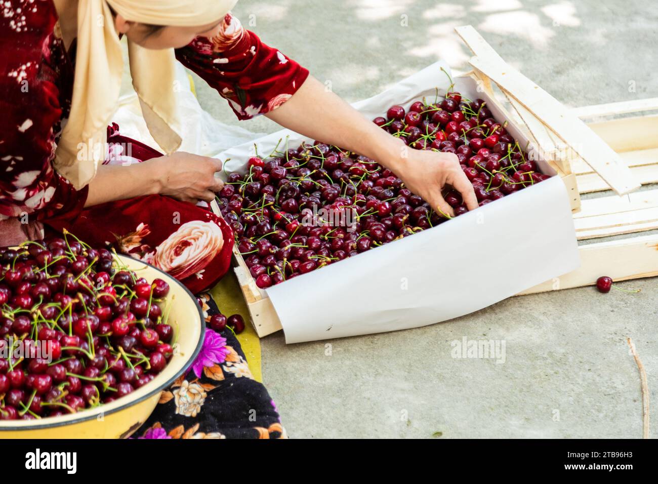 Closeup of woman hand sorting harvested cherries into the wooden box ...