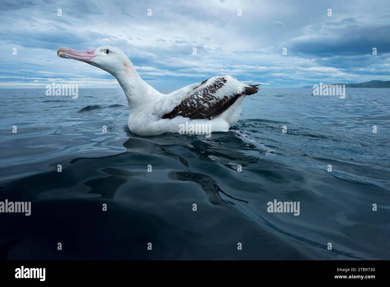 Wandering albatross (Diomedea exulans) on the water near Kaikoura ...