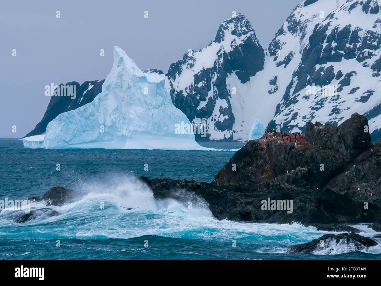 Chinstrap penguin colony (Pygoscelis antarctica) at Point Wild on ...