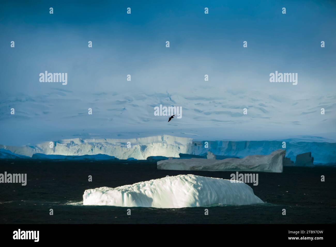 Birds flying above icebergs hi-res stock photography and images - Alamy