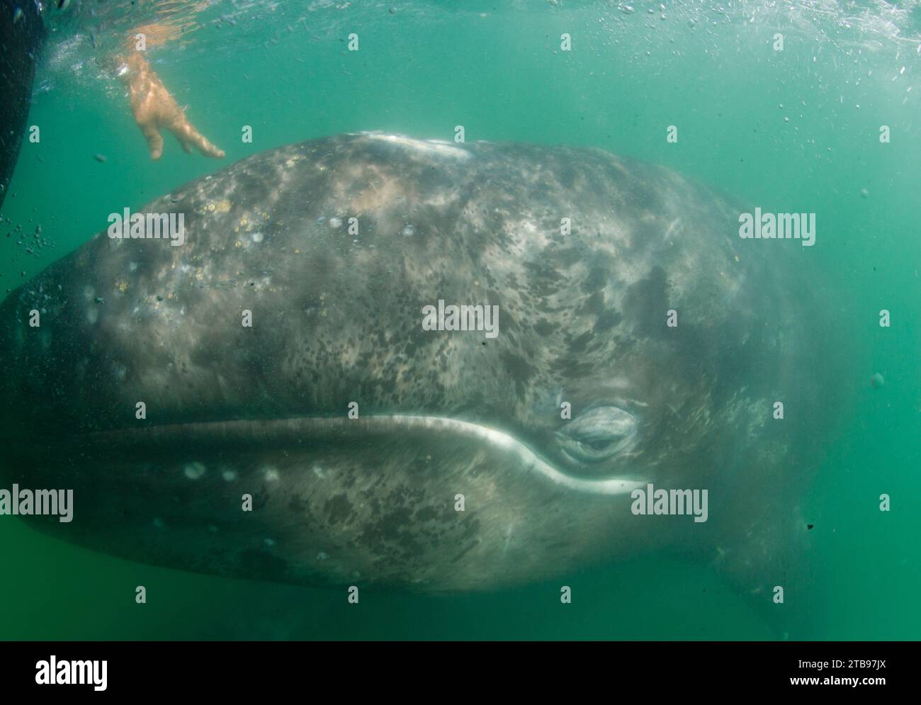 Person reaches underwater to touch the head of a Gray whale ...