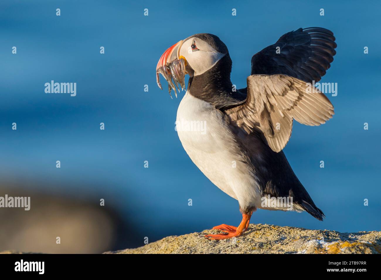 Atlantic puffin (Fratercula arctica) carrying mouthful of spearing ...