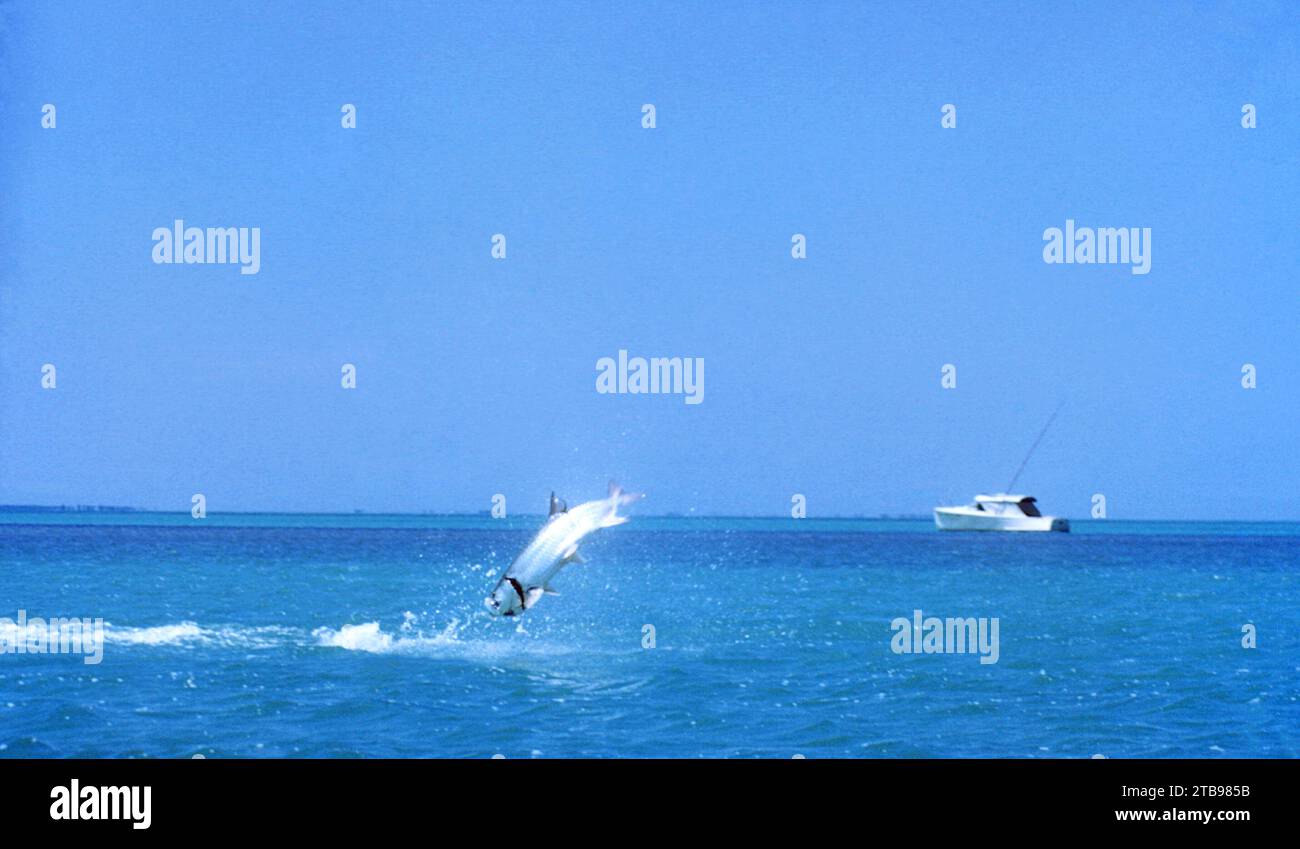 ISLAMORADA, FL - JUNE, 1955: General view of a Tarpon fish jumping out ...