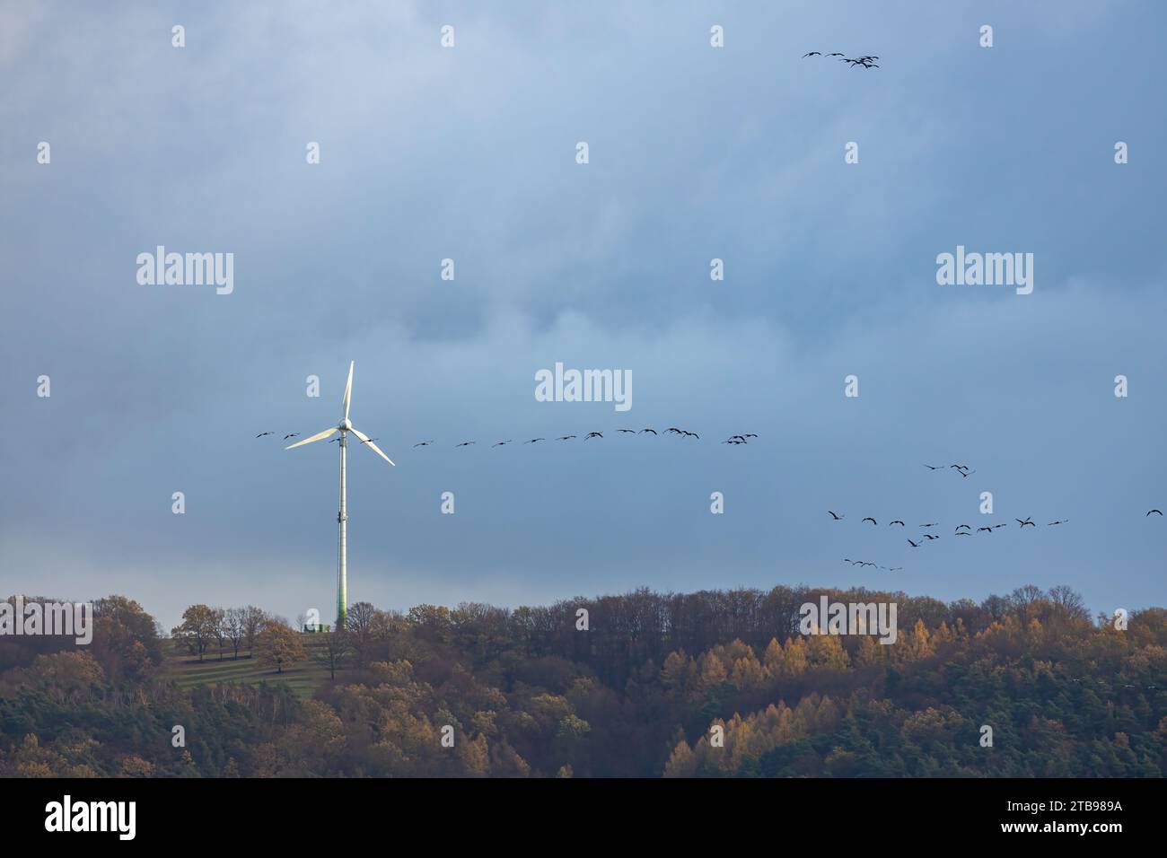The crane migration in the fall time at the Rhäden wetlands at Obersuhl ...